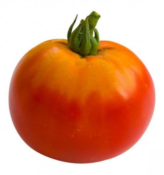 TOMATE FOURNAISE ronde rouge