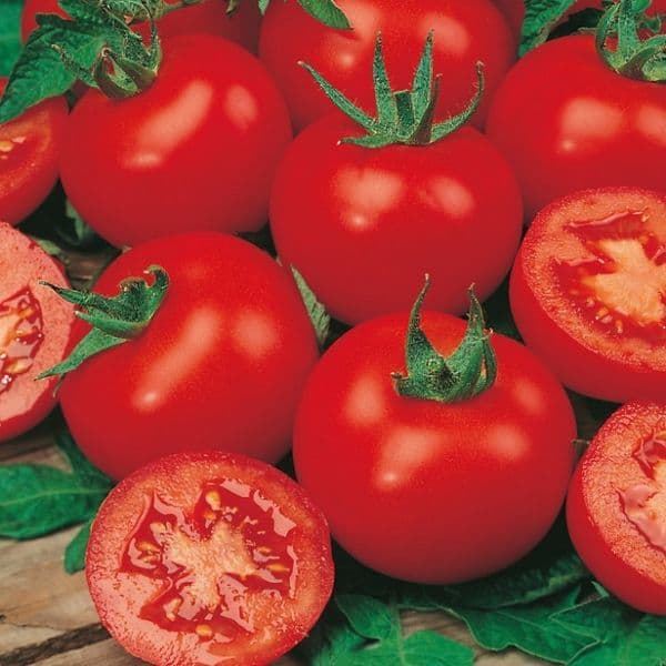 TOMATE FOURNAISE ronde rouge
