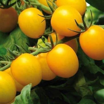 TOMATE GUSTA MINI RED YELLOW ORANGE mélange trio ronde apéritive