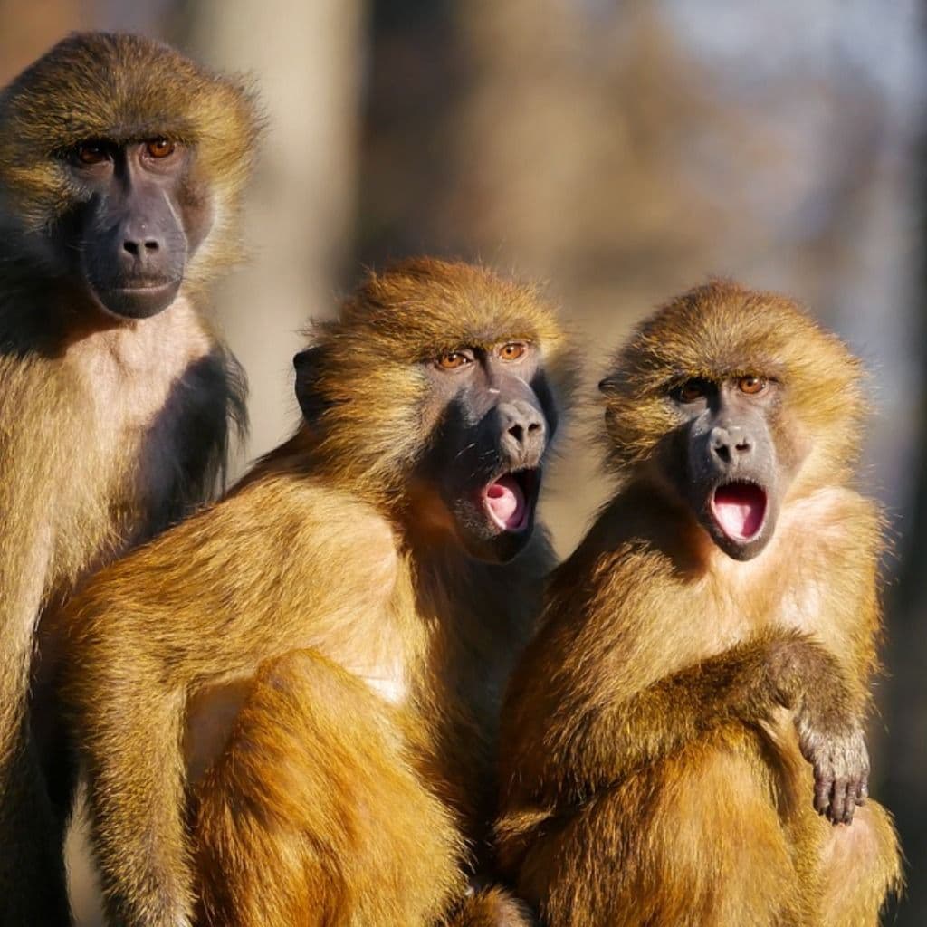 Monkey Farts Monkey Fart Air Freshener | My Air Freshener