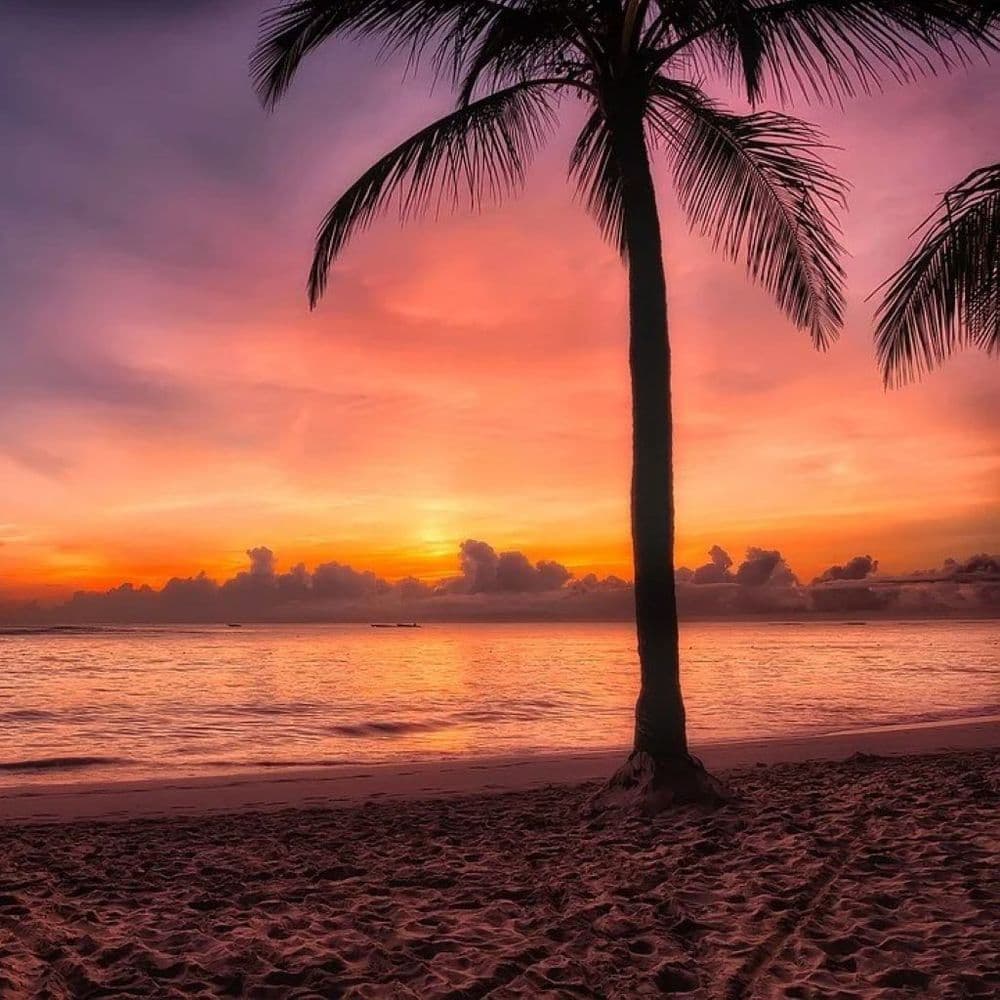 Waikiki Beach Scented Wax Melts - The Scenty Shop
