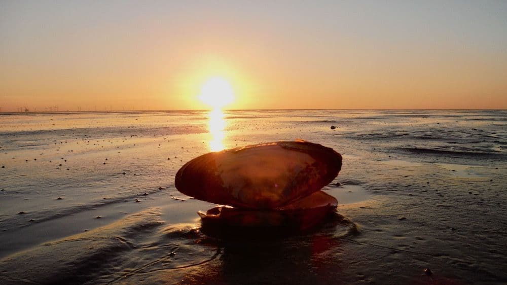 Sunset Shell 1
