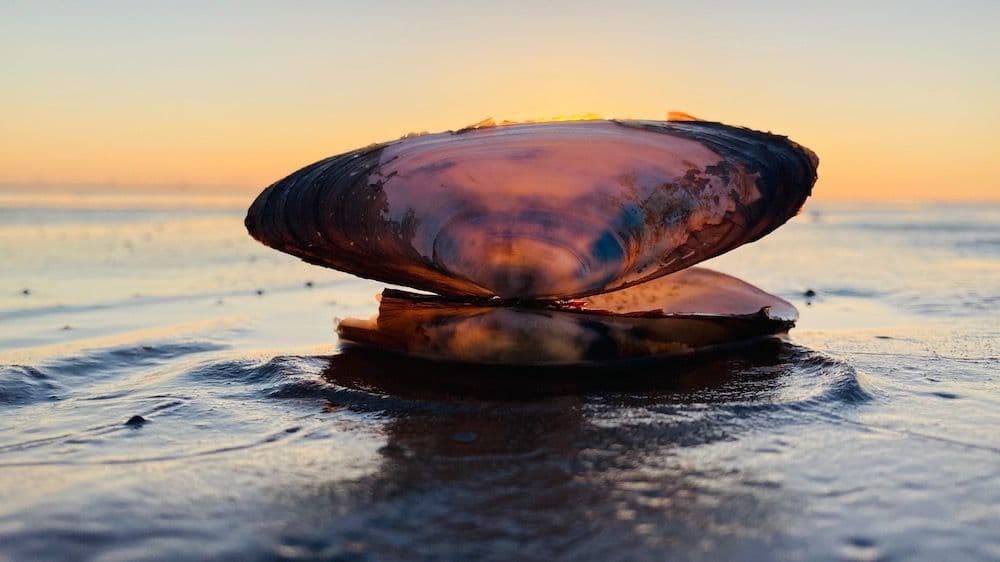Sunset shell 2