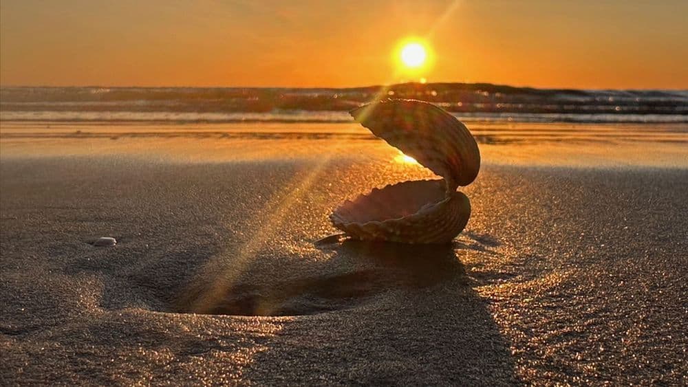 Sunset shell 21