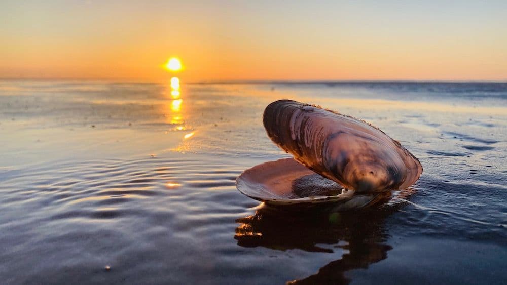 Sunset shell 3