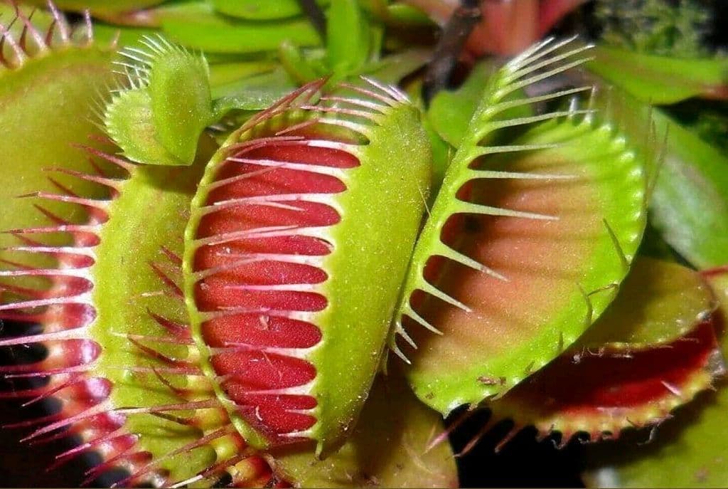 Insectivorous Plants Venus Flytrap