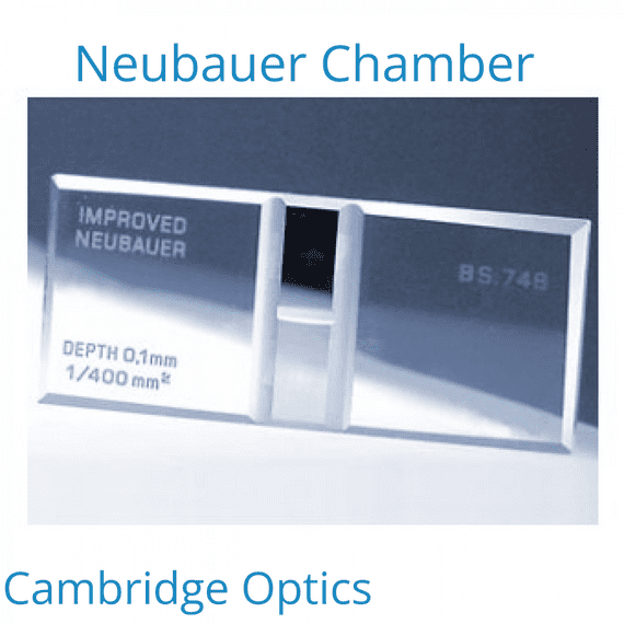 Neubauer McMaster Counting Chambers