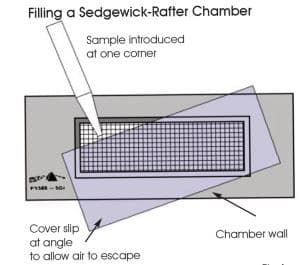 Sedgewick Rafter Counting Chambers