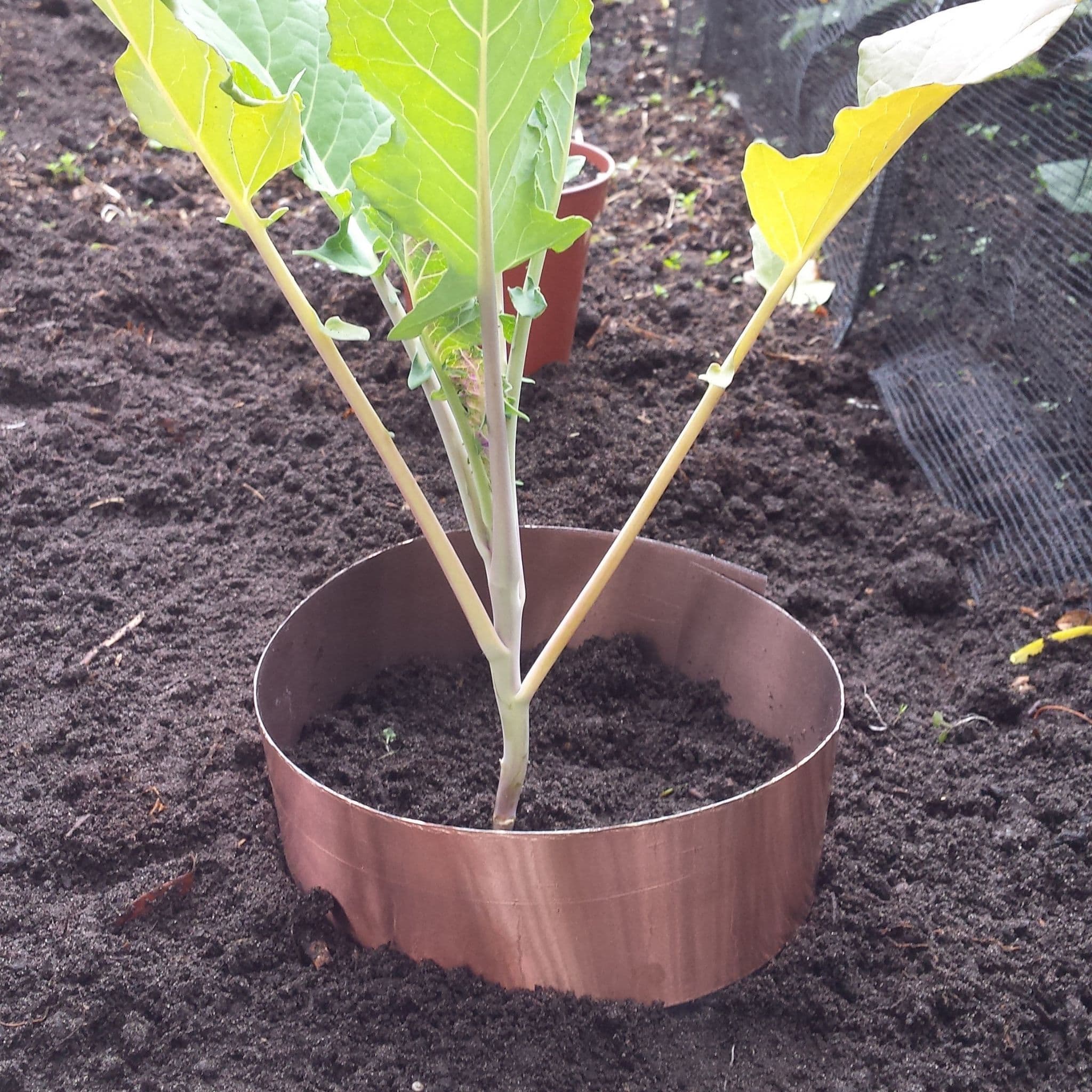 Slugwall - Copper Slug Barrier