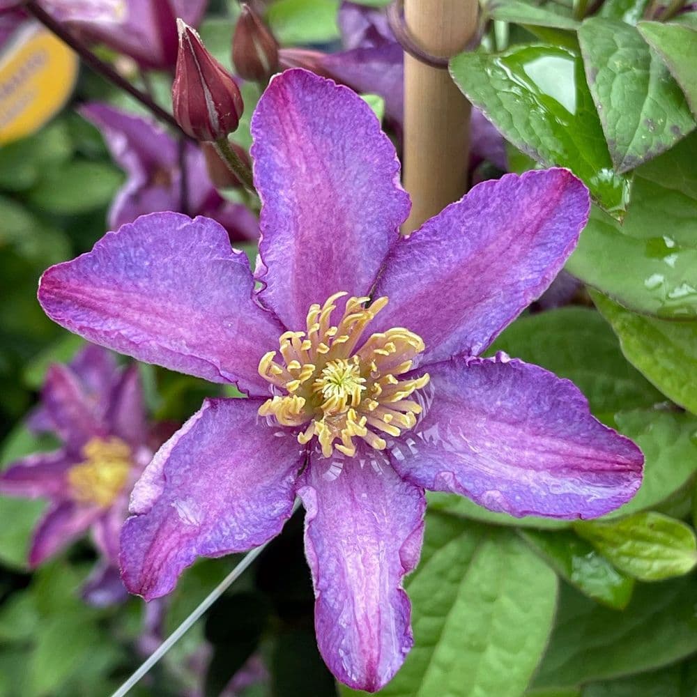 Thorncroft Clematis|Mature Clematis Plants|Climbing Plants