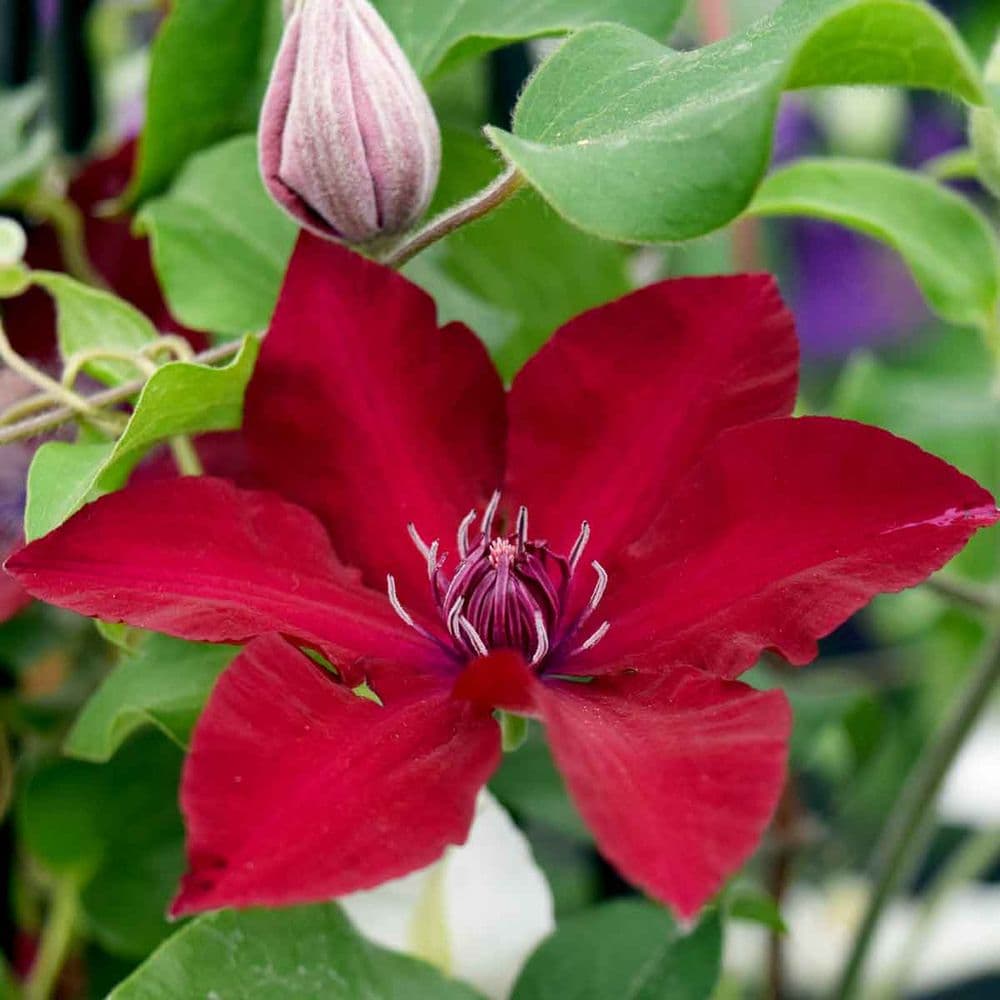 Thorncroft Clematis|Mature Clematis Plants|Climbing Plants