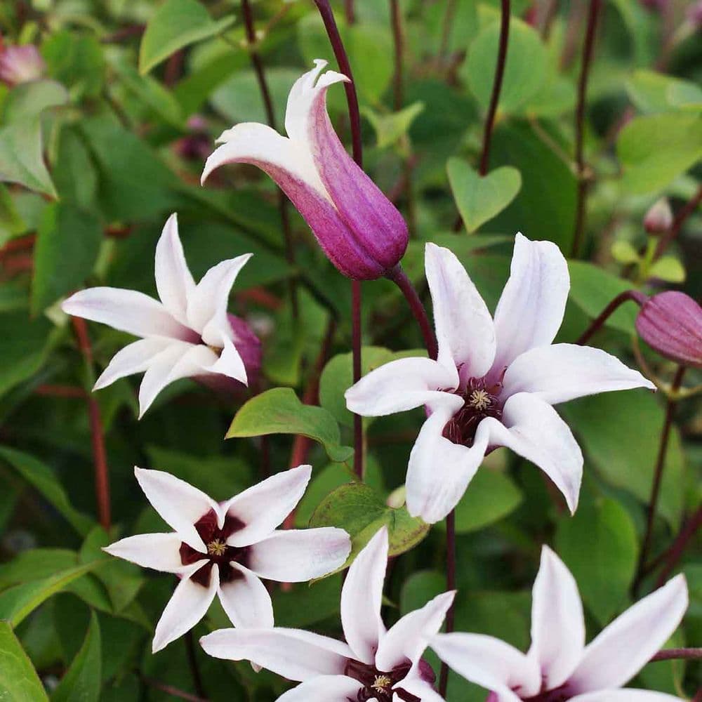 Thorncroft Clematis|Mature Clematis Plants|Climbing Plants