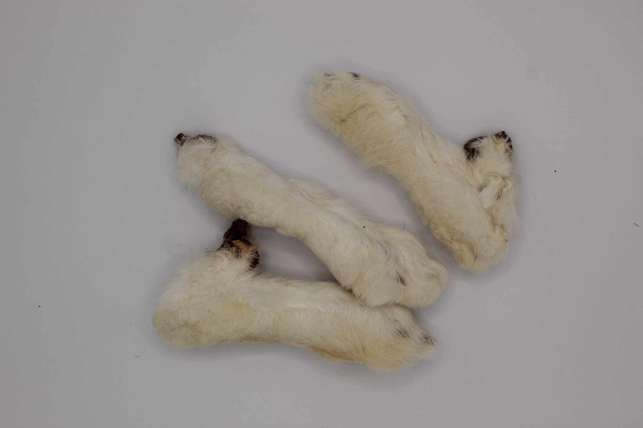 "Rabbit Feet with Fur for Dogs: Natural & Enticing Chews"