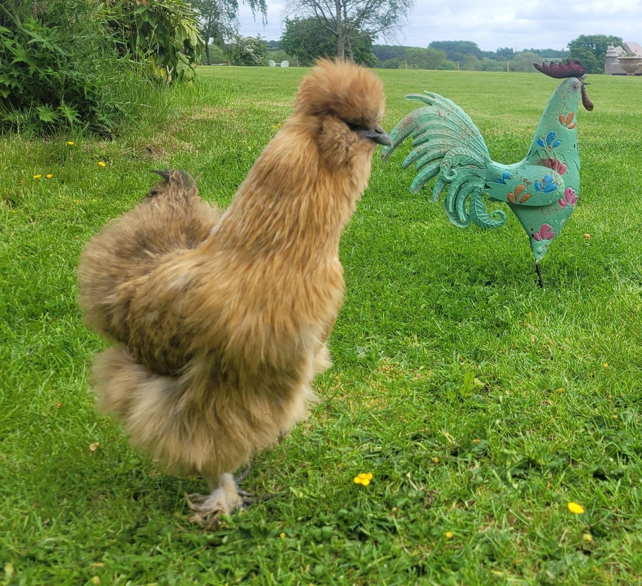 Painted Green Cockerel