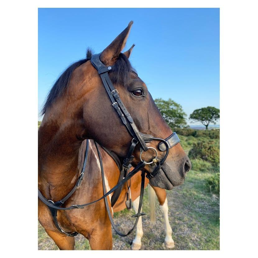 EcoRider Freedom Jump Bridle - Saddlemasters