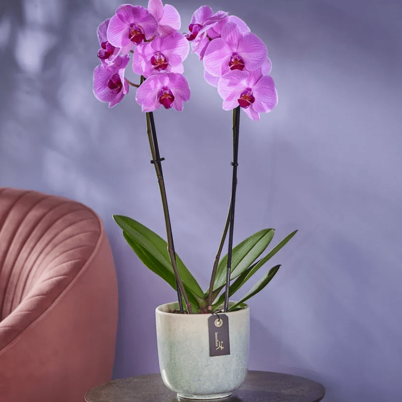 Orchid plant and Pot