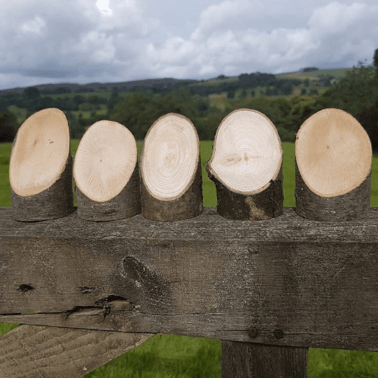 5 Little Log Stumps