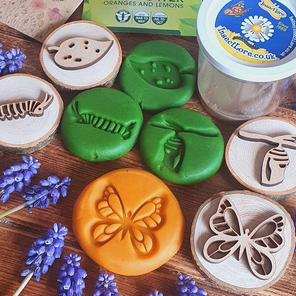 Butterfly Life Cycle Log Slices