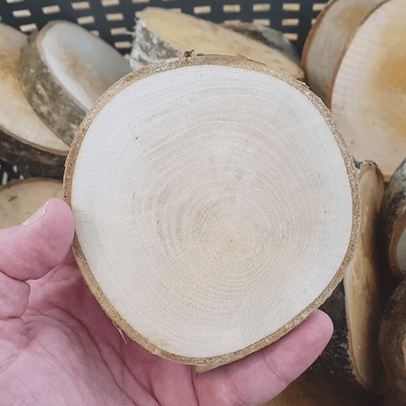 Silver Birch Log Slices