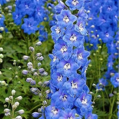 Delphinium