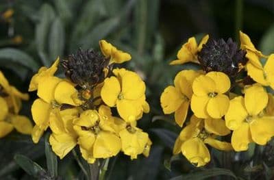 Erysimum