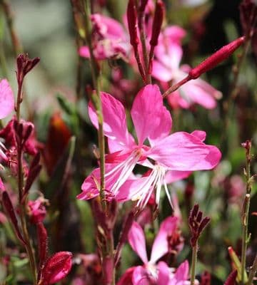 Gaura