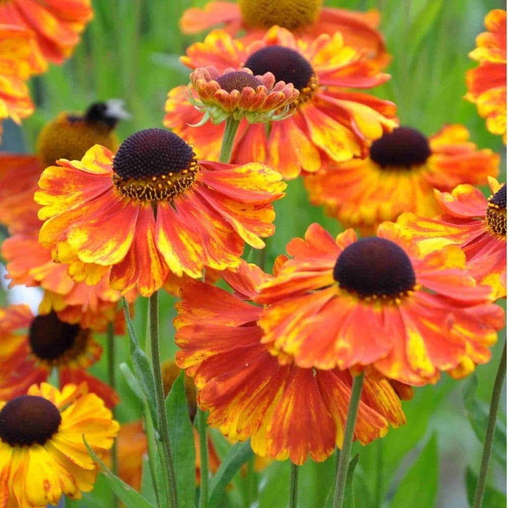 Helenium Moerheim Beauty