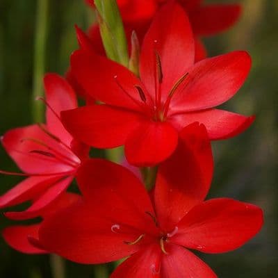 Hesperantha