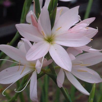 Hesperantha