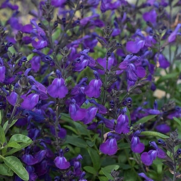 Salvia Mirage Blue