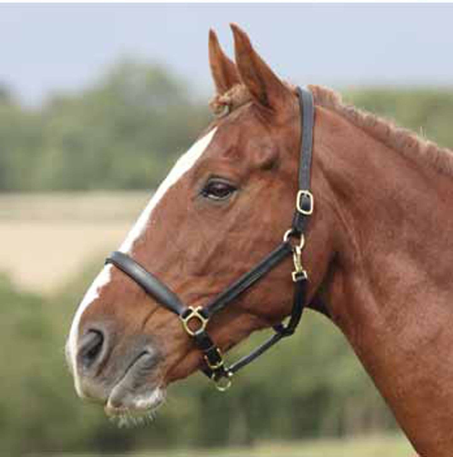Shires Leather Headcollar to fit Small Pony/Standard Pony