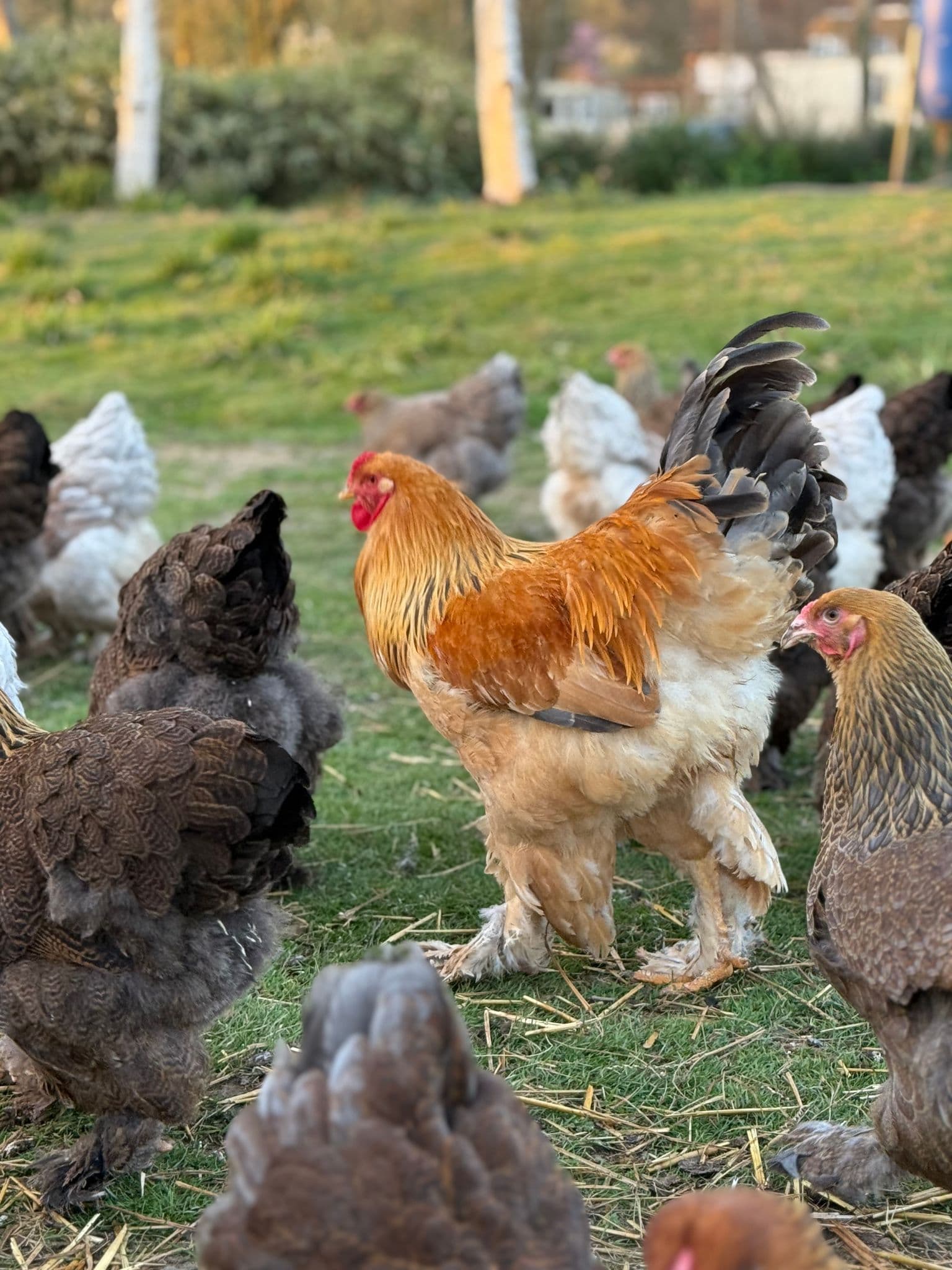 How to Handle an Aggressive Cockerel Without Getting Hurt