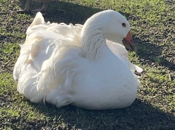 Goose or Geese Hatching Eggs 4 Per Box Back 2027