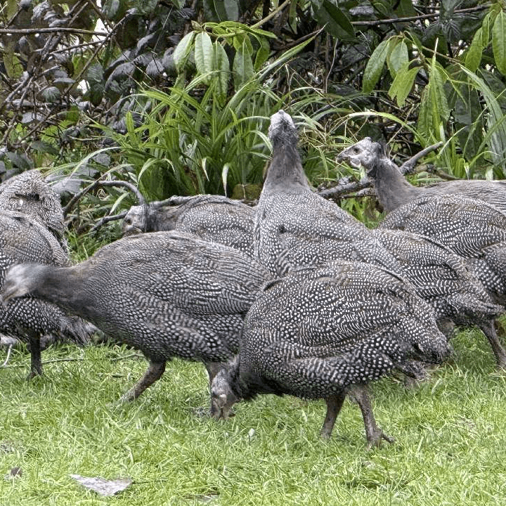 Guinea Fowl Adult Birds Available May - June 2026