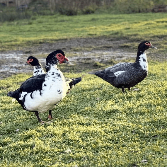 Muscovy Duck Hatching Eggs - Available To Reserve - Posted Feb 2026