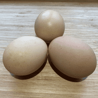 Silkie Chicken Hatching Eggs - Pre-Order for 1st July Onwards
