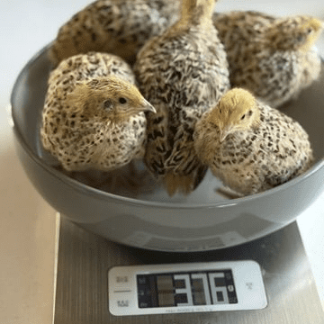 Fertile Hatching Eggs Chicken and Quail