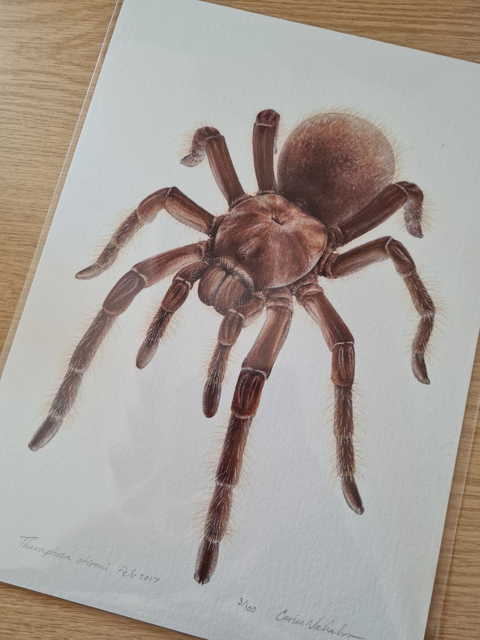 Goliath Bird Wildlife Discovery : Goliath Bird Eater Spider The New