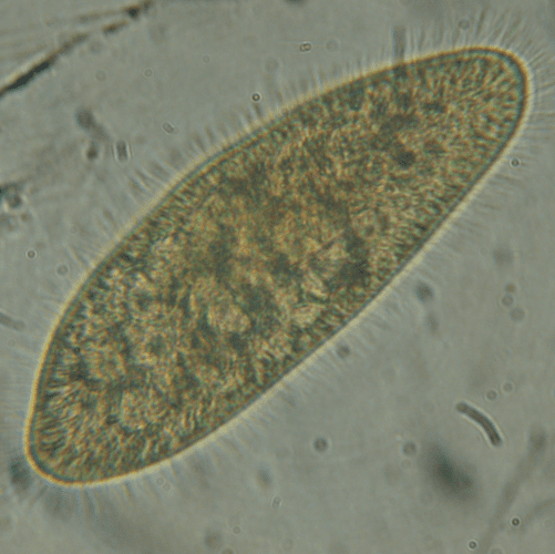 Live freshwater Paramecia culture