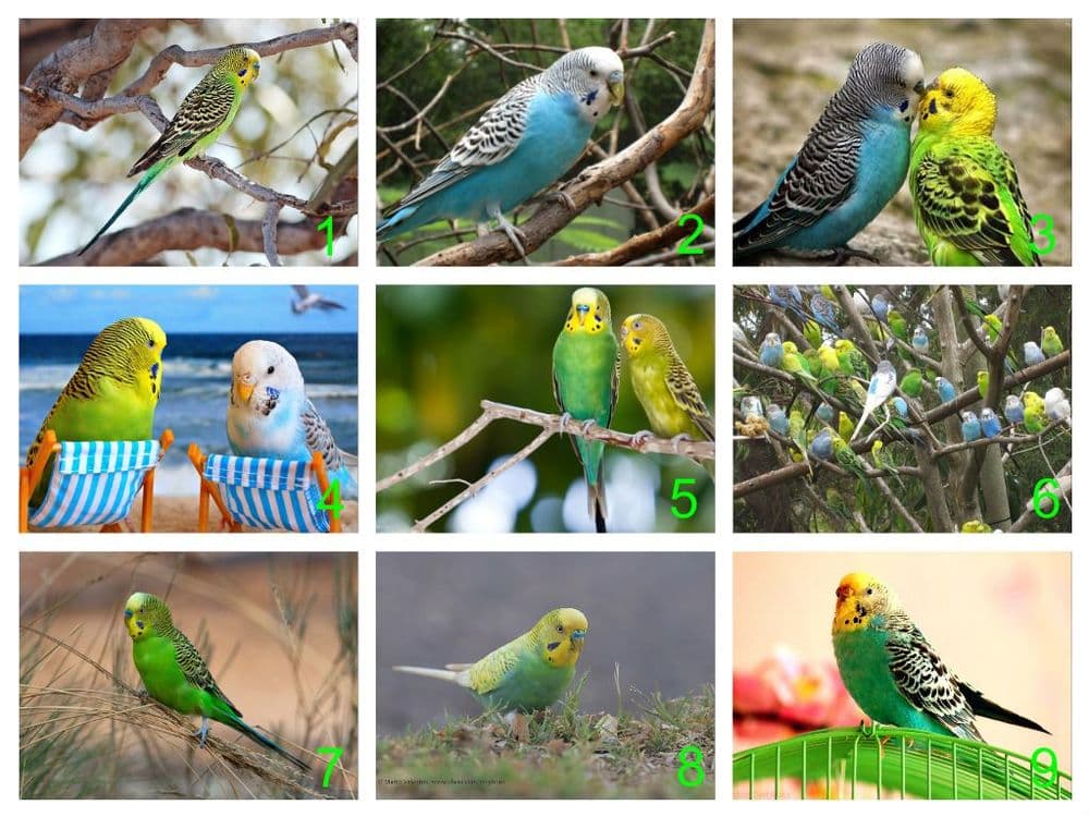 Personalised Budgerigar Edible Cake Topper
