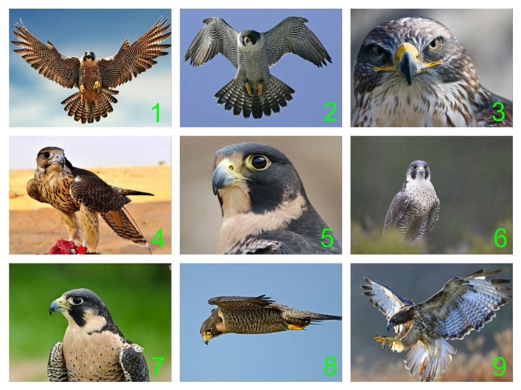 Personalised Falcon Bird Edible Cake Topper