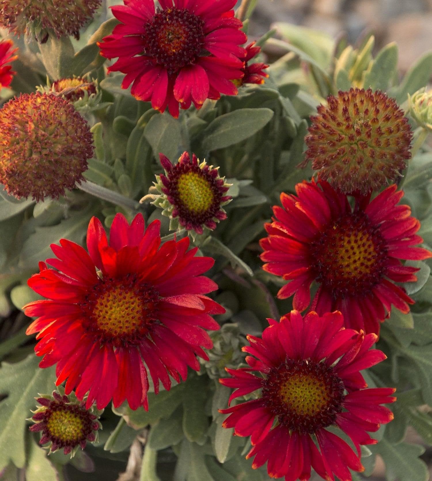 1 x GAILLARDIA Arizona Red Shades - 9cm Pot