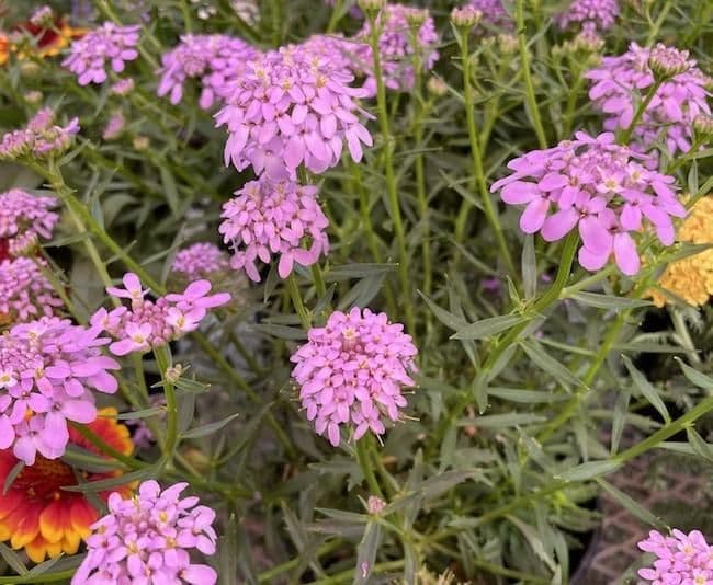 1 x IBERIS x hybrida Mermaid Lavender - 9cm Pot