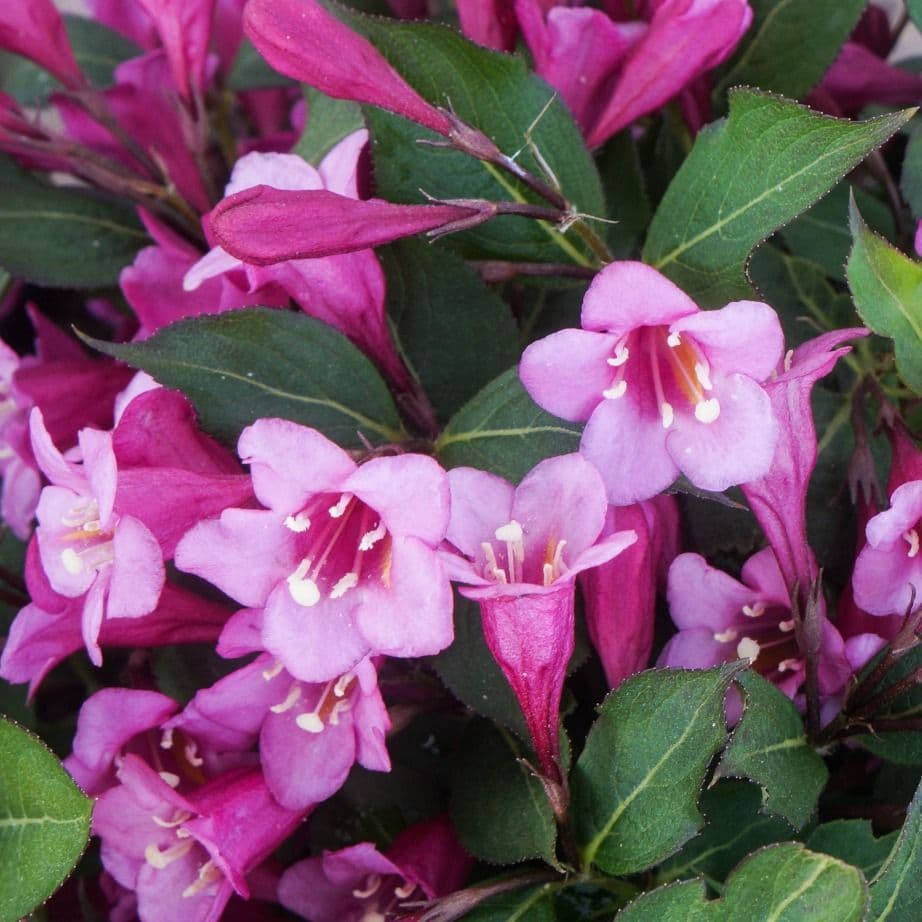 Weigela Minuet - 3L