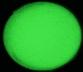 Glow in the dark - Green WB