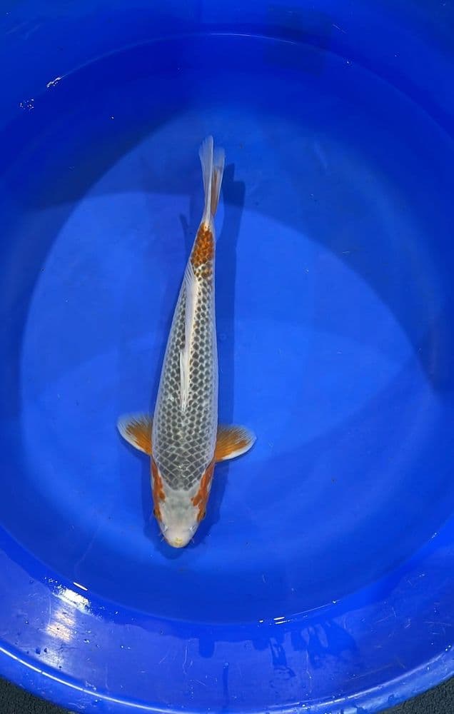 Asagi 40CM Marusei