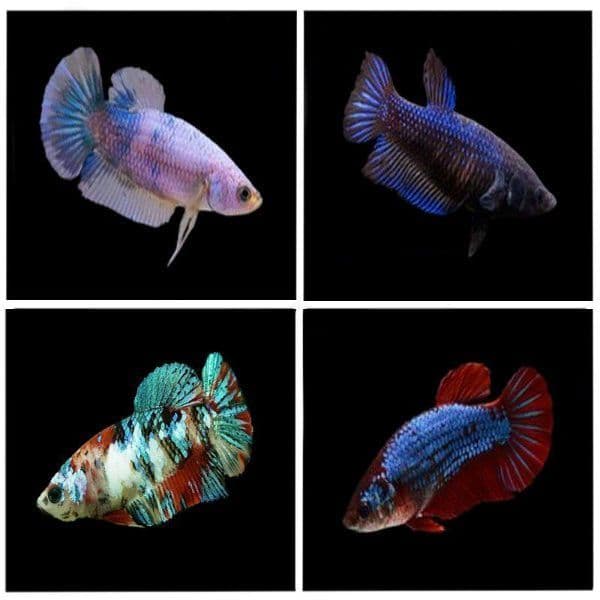 Assorted Plakat Female Betta 3-5cm
