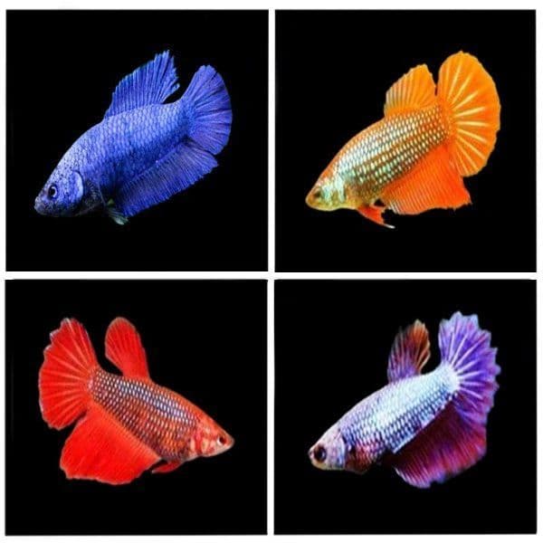 Assorted Super Delta Female Betta 3-5cm