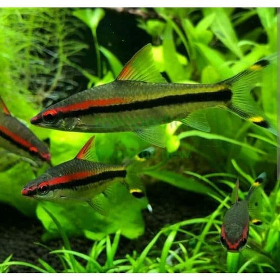 Tropical Fish