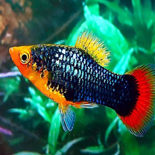 Black Variatus Platy 3-4cm